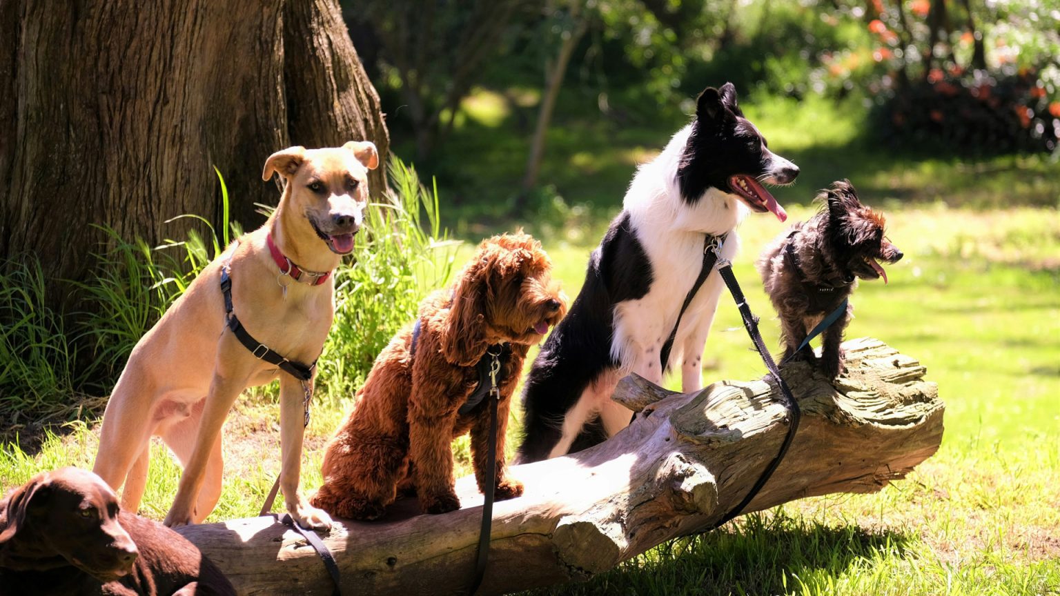 The Kennel Club’s Dog Breed Groups In The UK - WalKeys